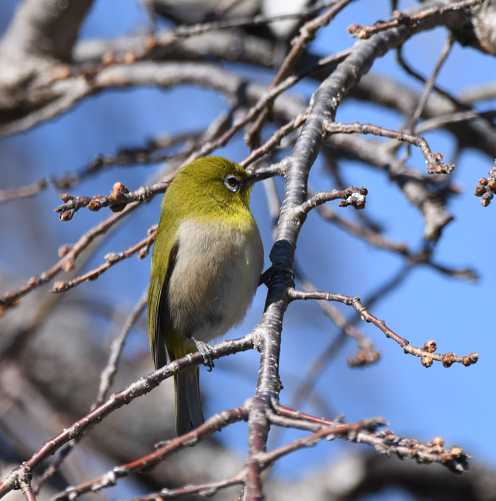 鳥撮り・・: （続）倫敦巴里