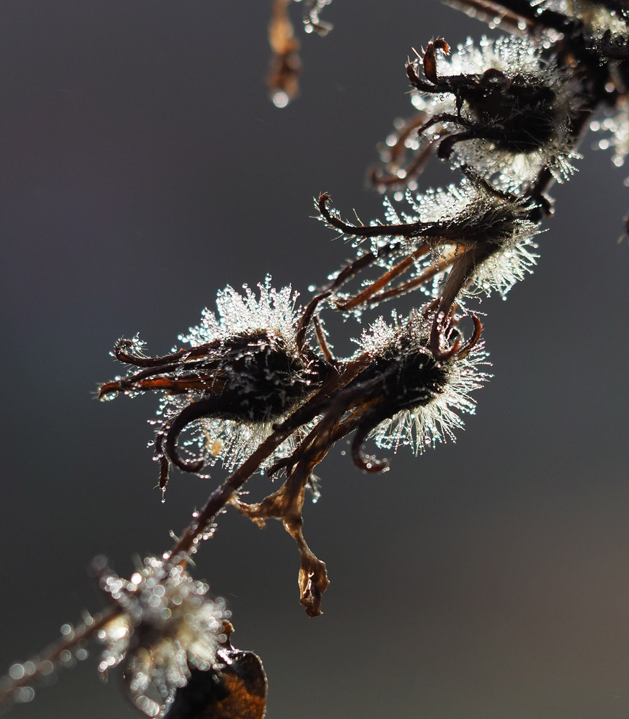 霧の朝に・・・（その2）: （続）倫敦巴里