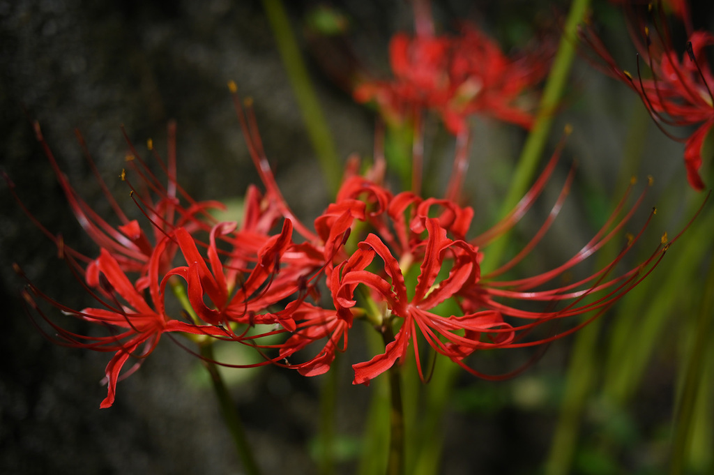 【いわゆるひとつの作例写真というヤツで】コシナ・ツァイス・C Biogon T*2,8/35 ZM: （続）倫敦巴里