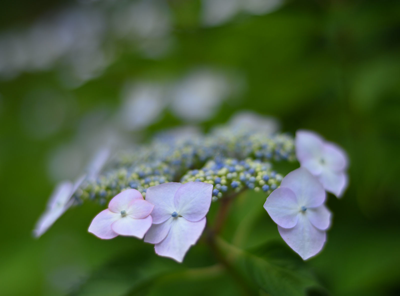 【神社仏閣】多氣山のアジサイ: （続）倫敦巴里
