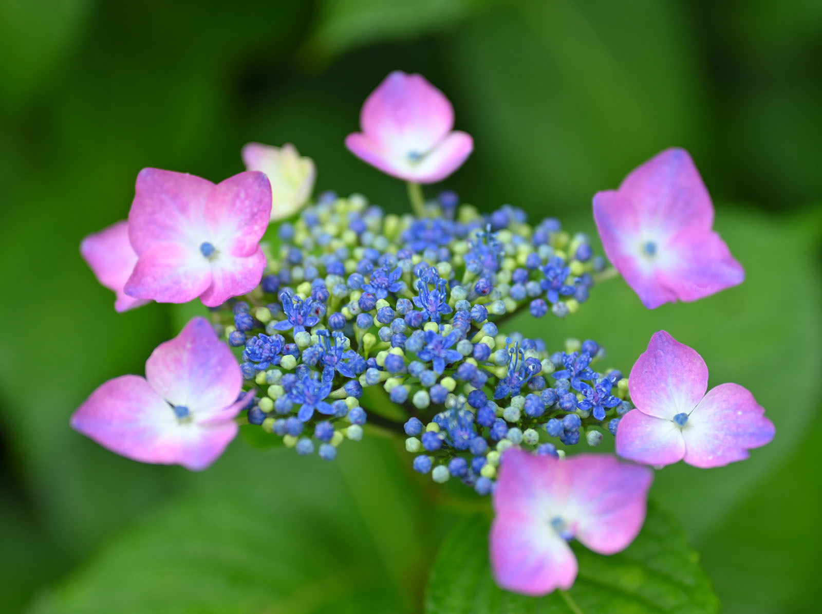 【神社仏閣】宇都宮市・智賀都神社: （続）倫敦巴里